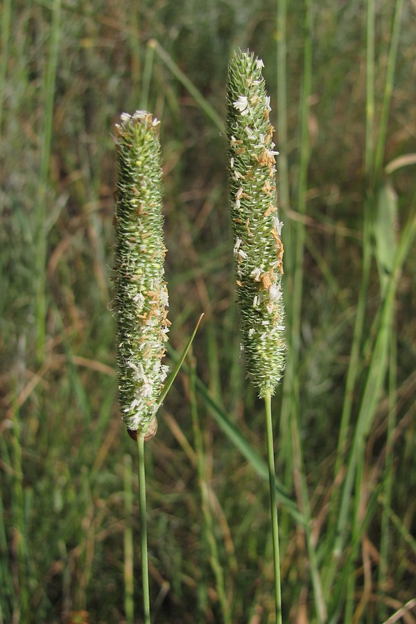 Phleum Pratense Phleum Pratense
